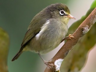 Sao Tome White-eye - Zosterops feae - Birds of the World