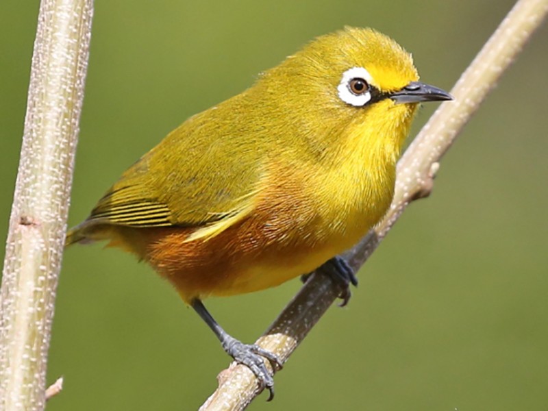 Zostérops de Mayotte - eBird