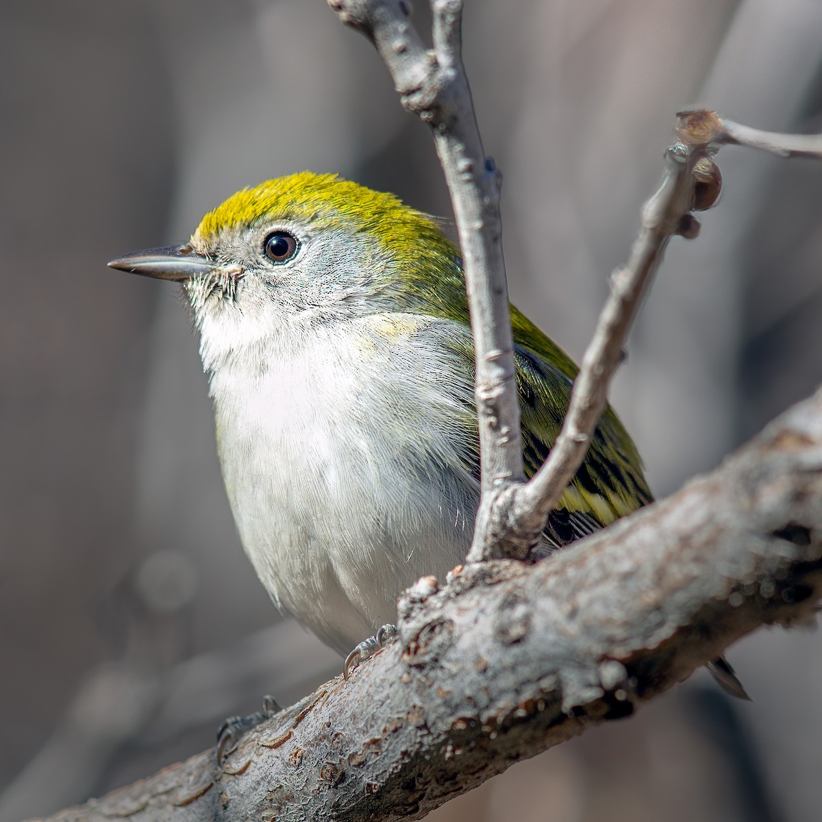 eBird Checklist - 29 Nov 2021 - Comanche Dr. - 4 species