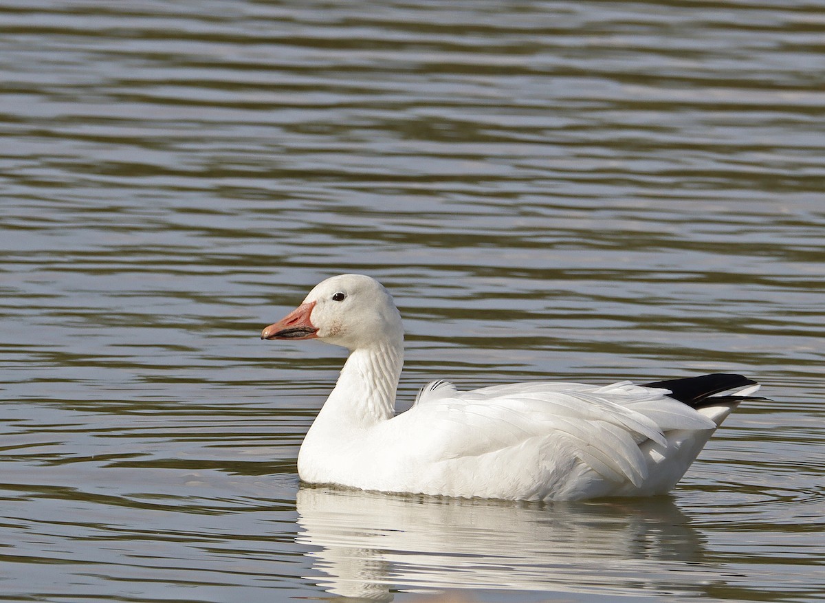 eBird Checklist - 10 Dec 2021 - Gilbert and Chandler Heights Rds. pond ...