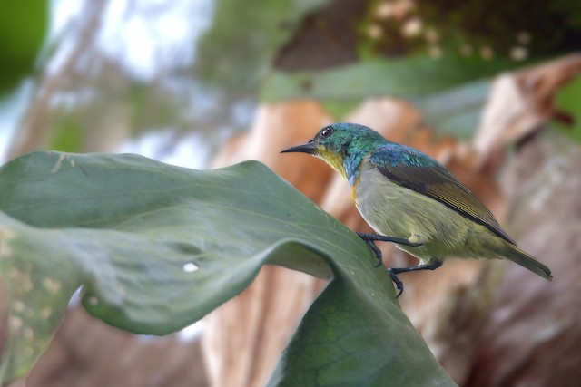 Photos - Yellow-chinned Sunbird - Anthreptes rectirostris - Birds of ...