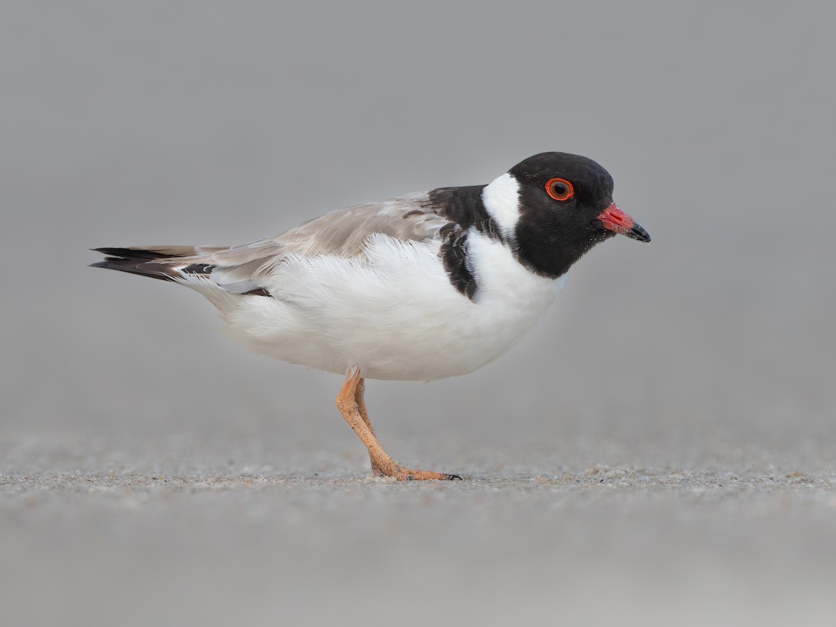 Hooded Plover - Charadrius cucullatus - Birds of the World