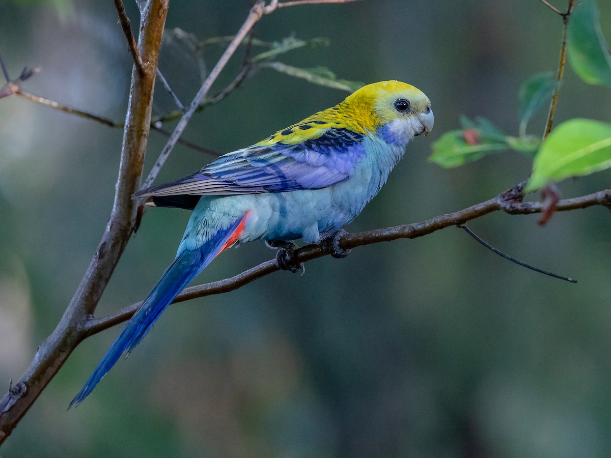 Eastern Rosella Pair