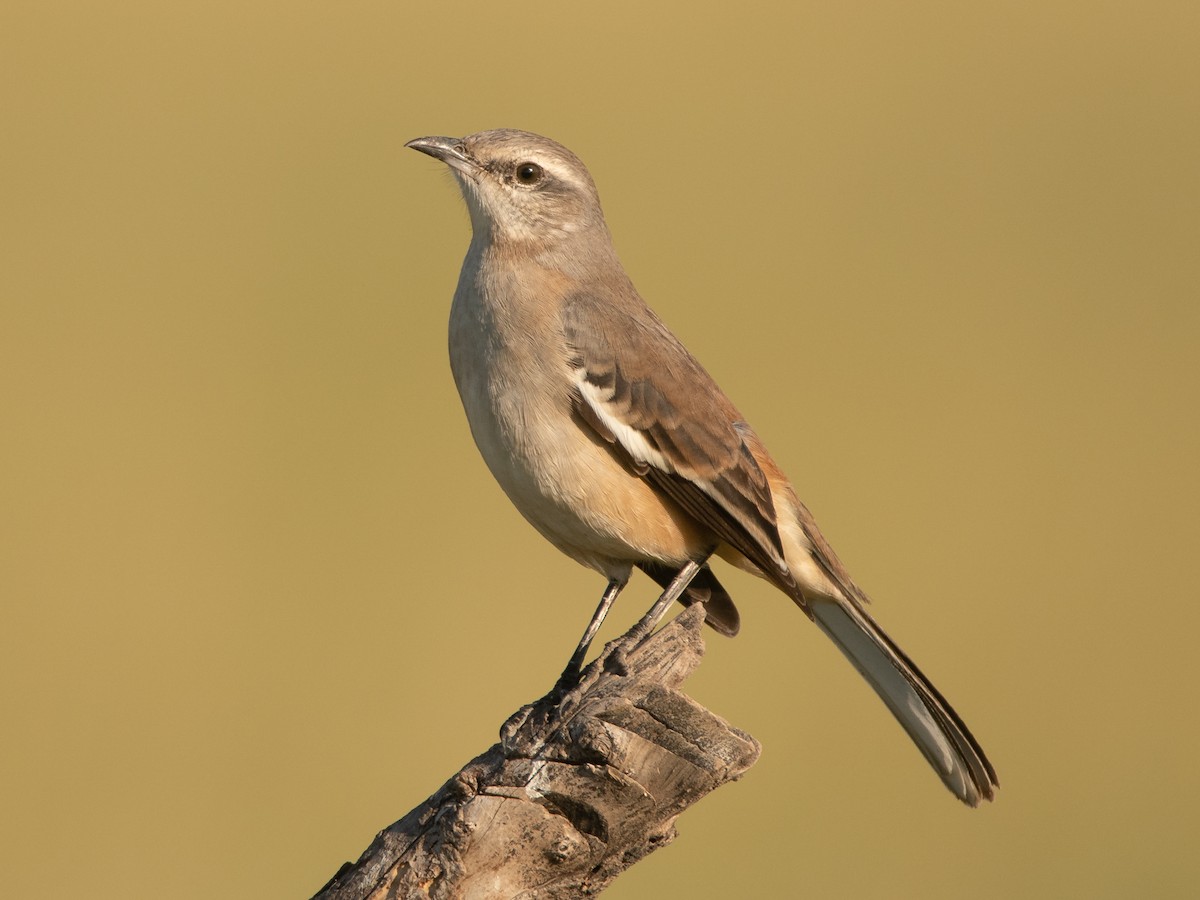 White-banded Mockingbird - Mimus triurus - Birds of the World