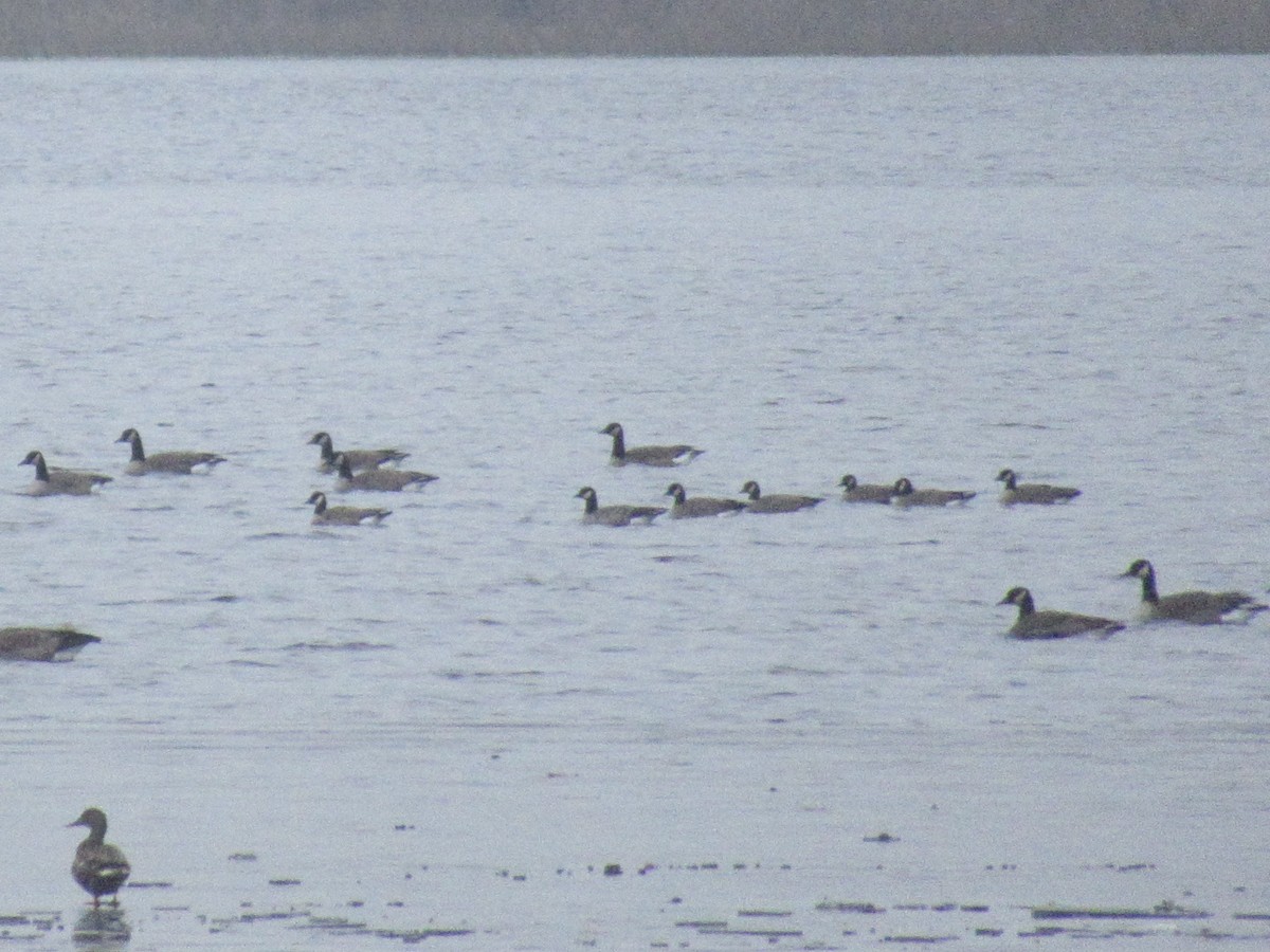 eBird Checklist - 10 Dec 2021 - Independence Lake County Park - 20 species