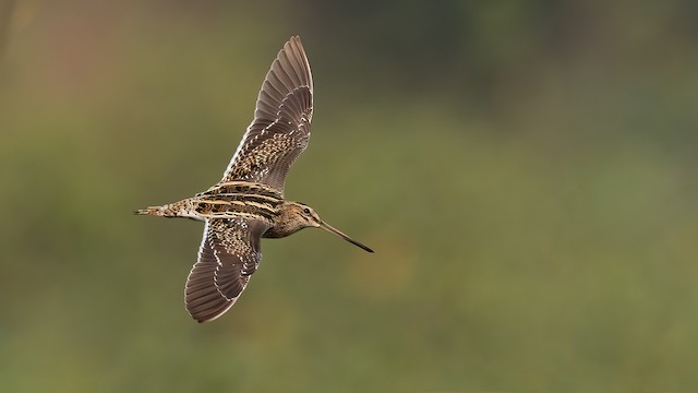 Common Snipe