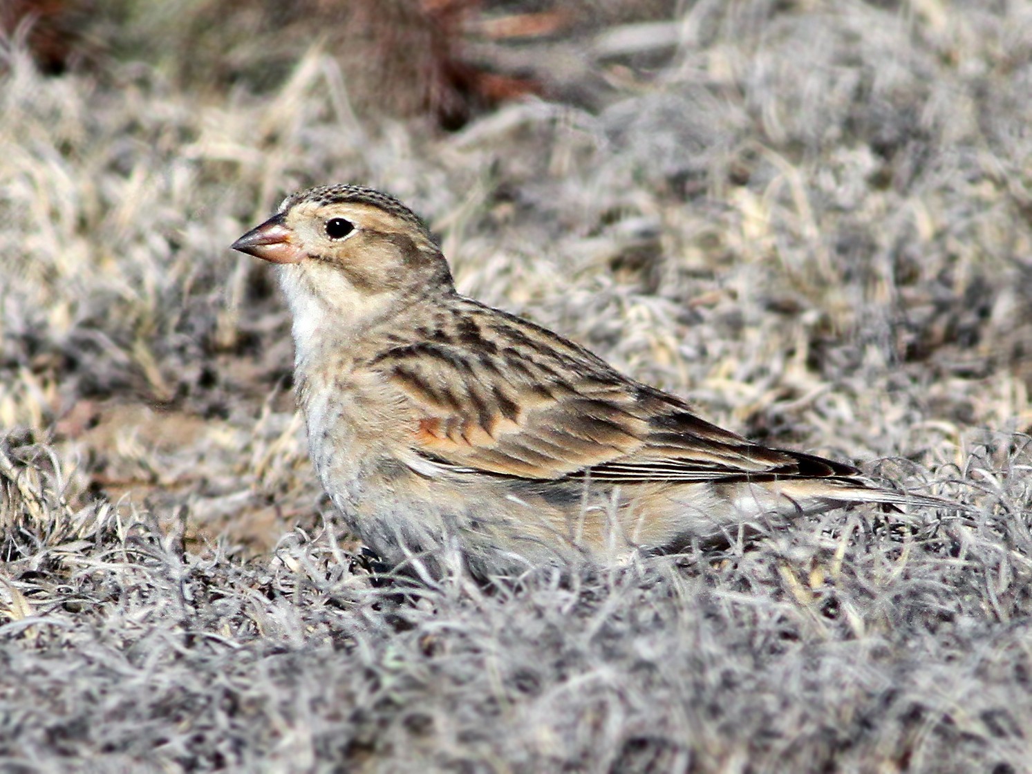 Thick-billed Longspur - eBird