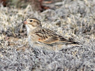 Thick-billed Longspur - eBird