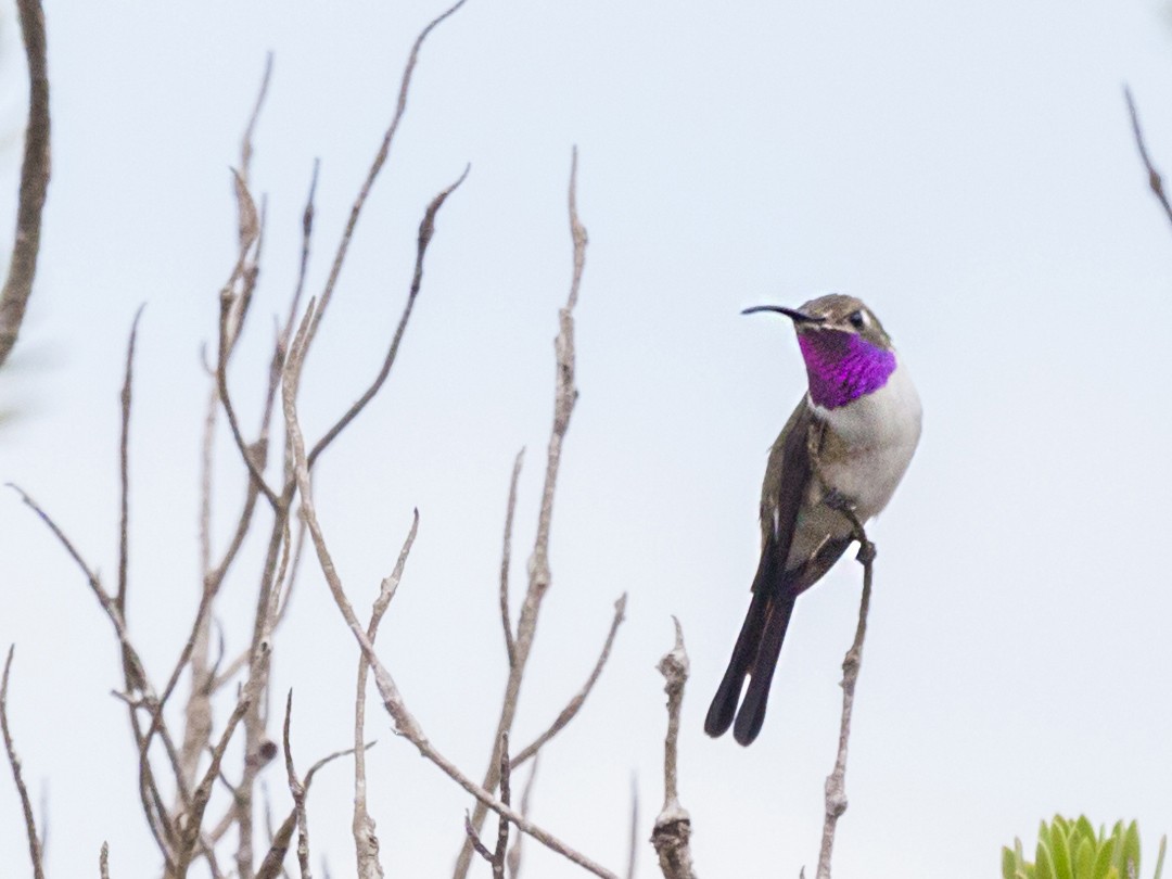 Colibrí Tijereta Mexicano - eBird