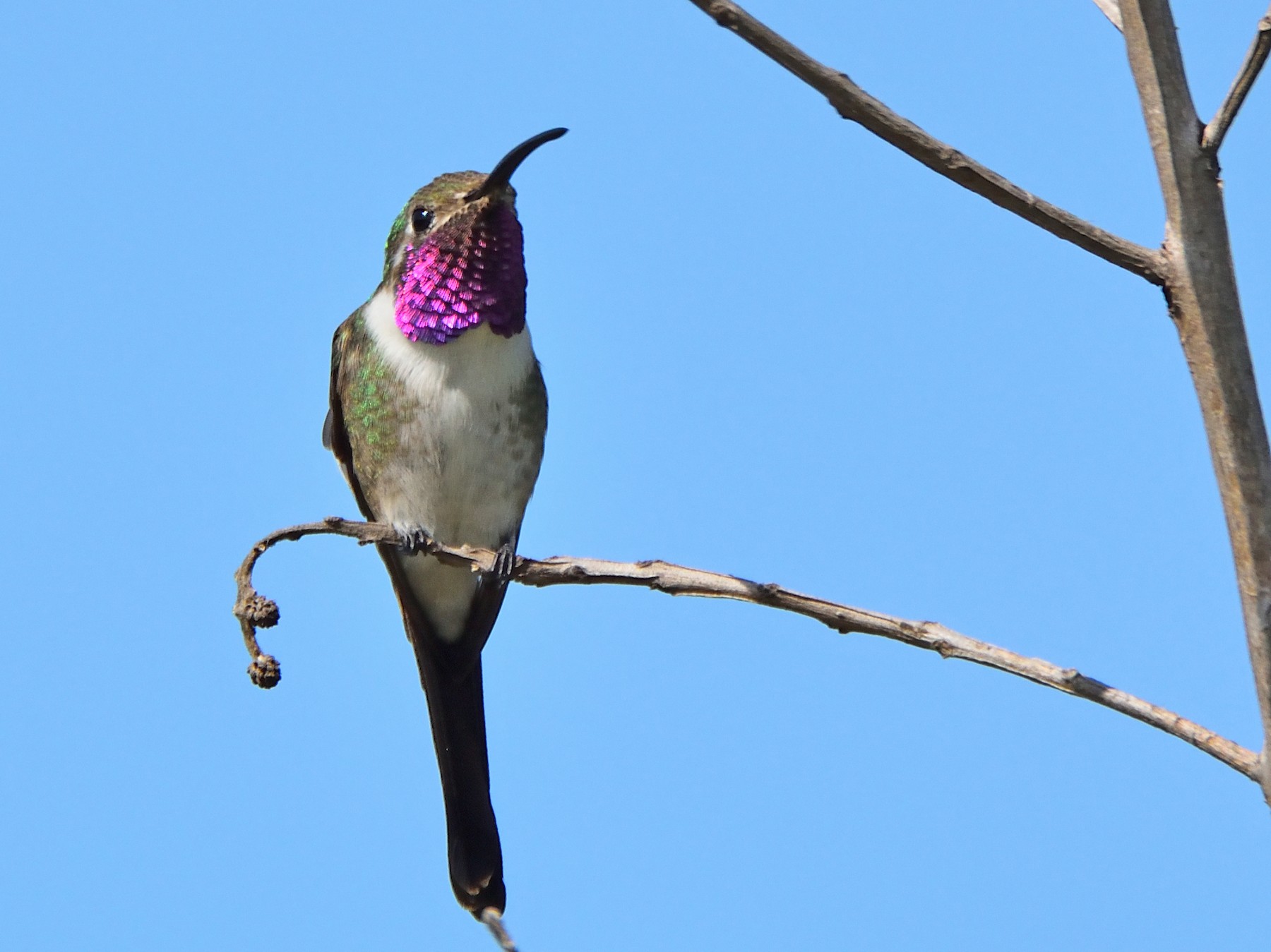 Colibrí Tijereta Mexicano - eBird