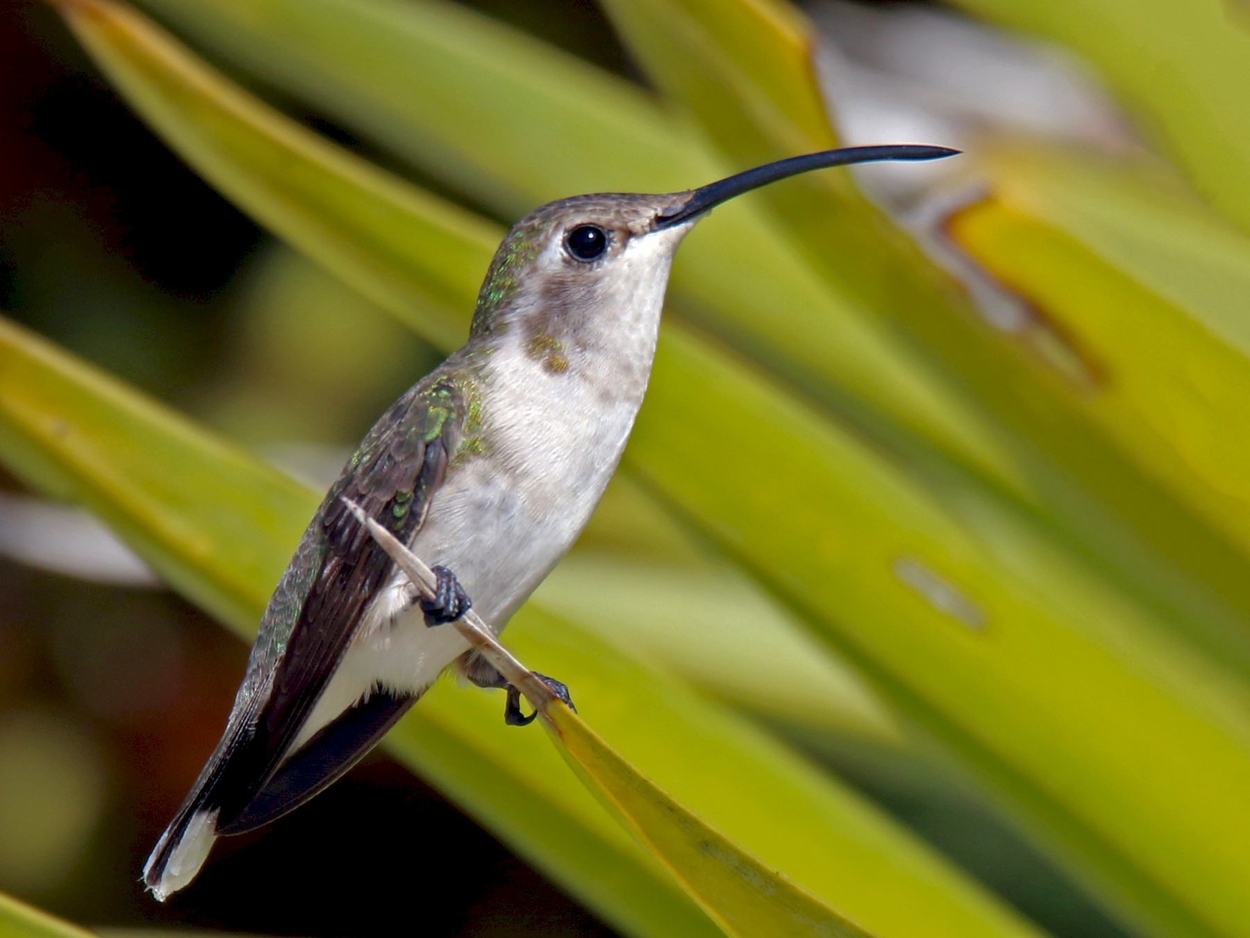 Colibrí Tijereta Mexicano - eBird