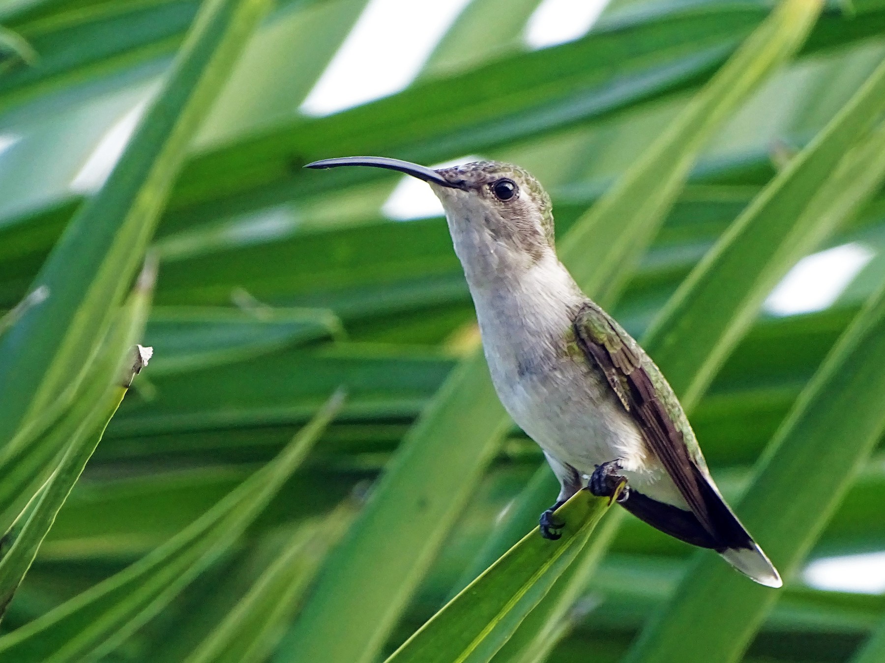Colibrí Tijereta Mexicano - eBird