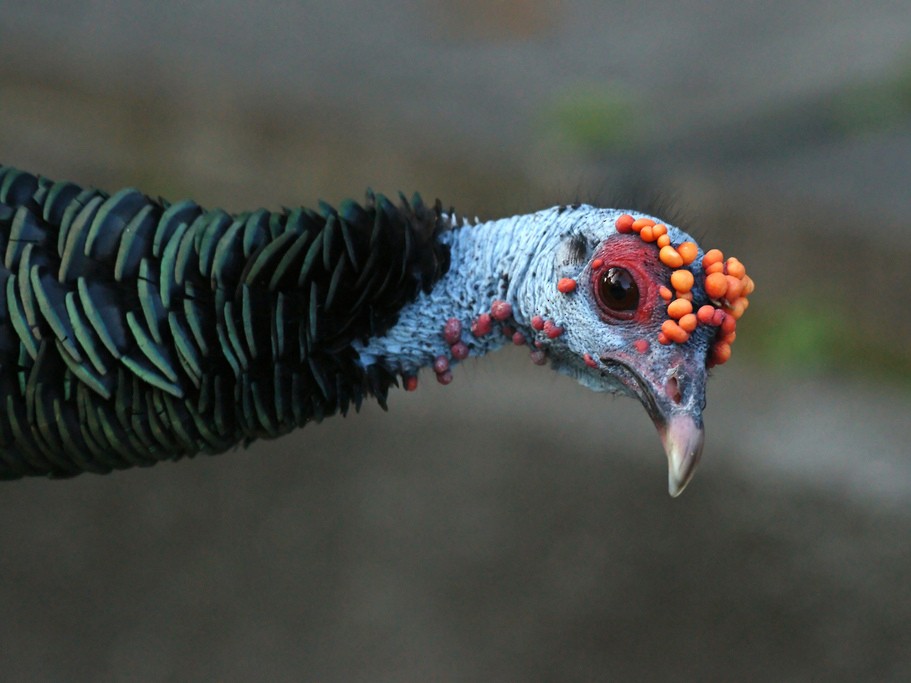 Ocellated Turkey - eBird
