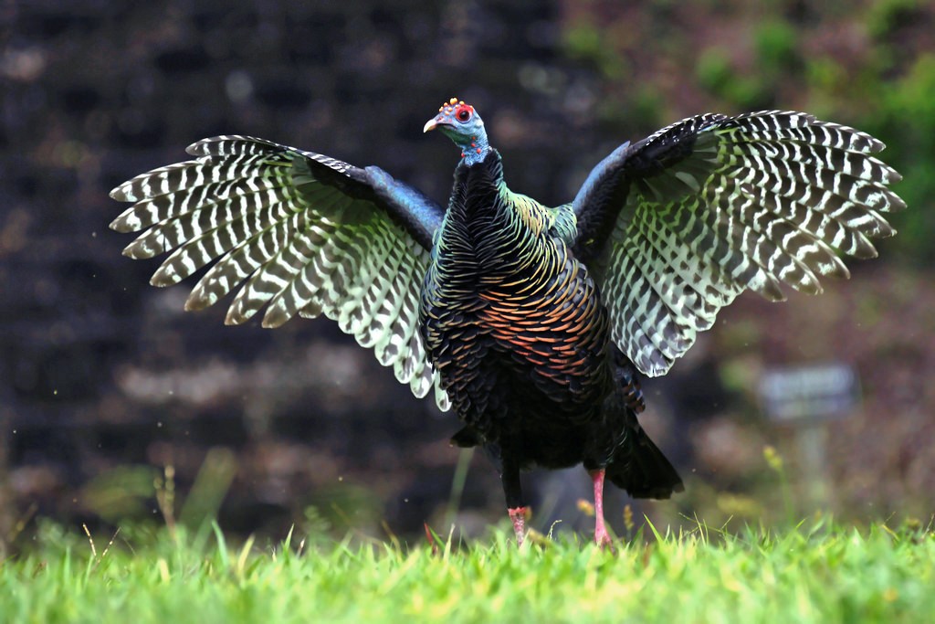 Ocellated Turkey - eBird