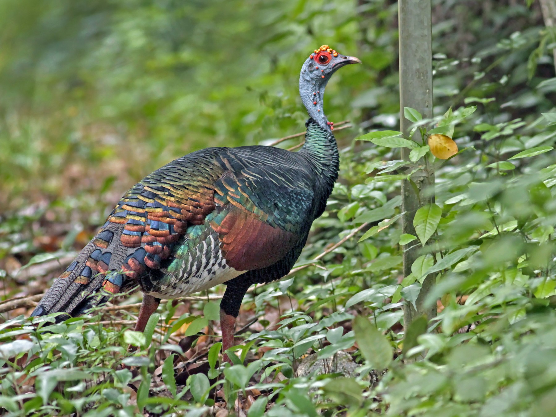 Ocellated Turkey - eBird