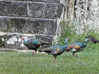 Ocellated Turkey - eBird