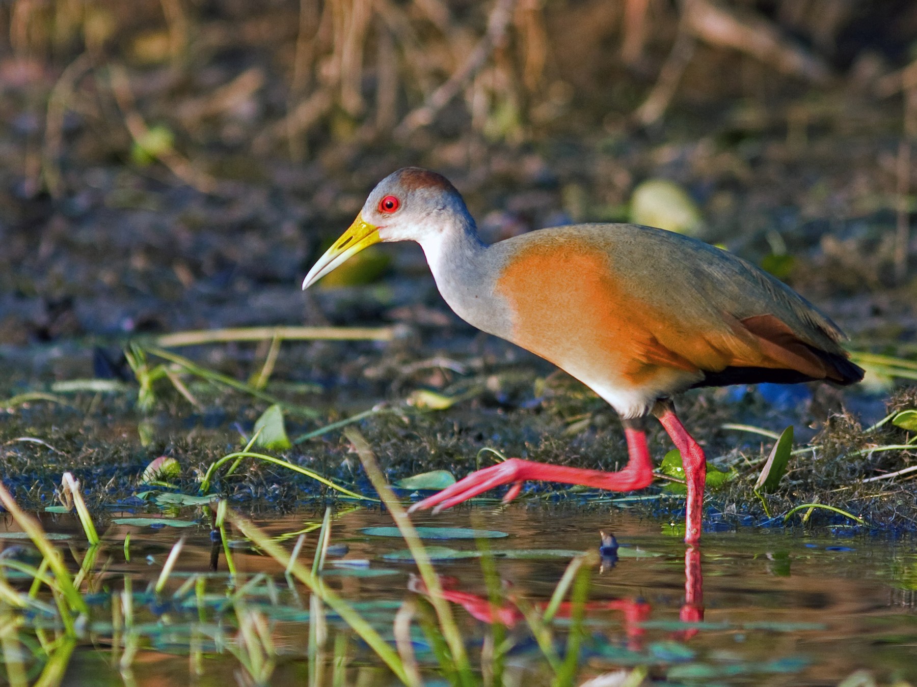 russet-naped wood-rail - eBird