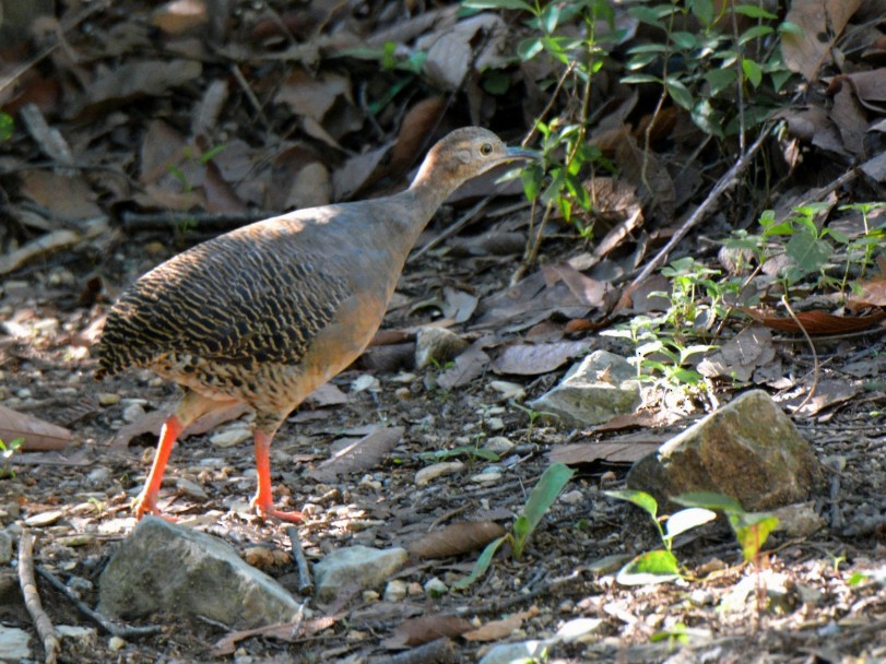 Thicket Tinamou - eBird