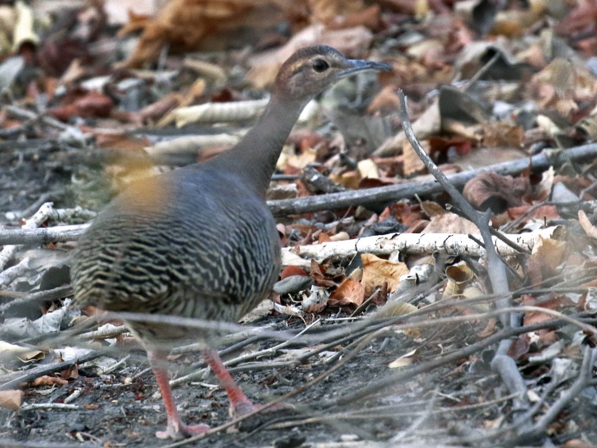 Thicket Tinamou - Crypturellus cinnamomeus - Birds of the World