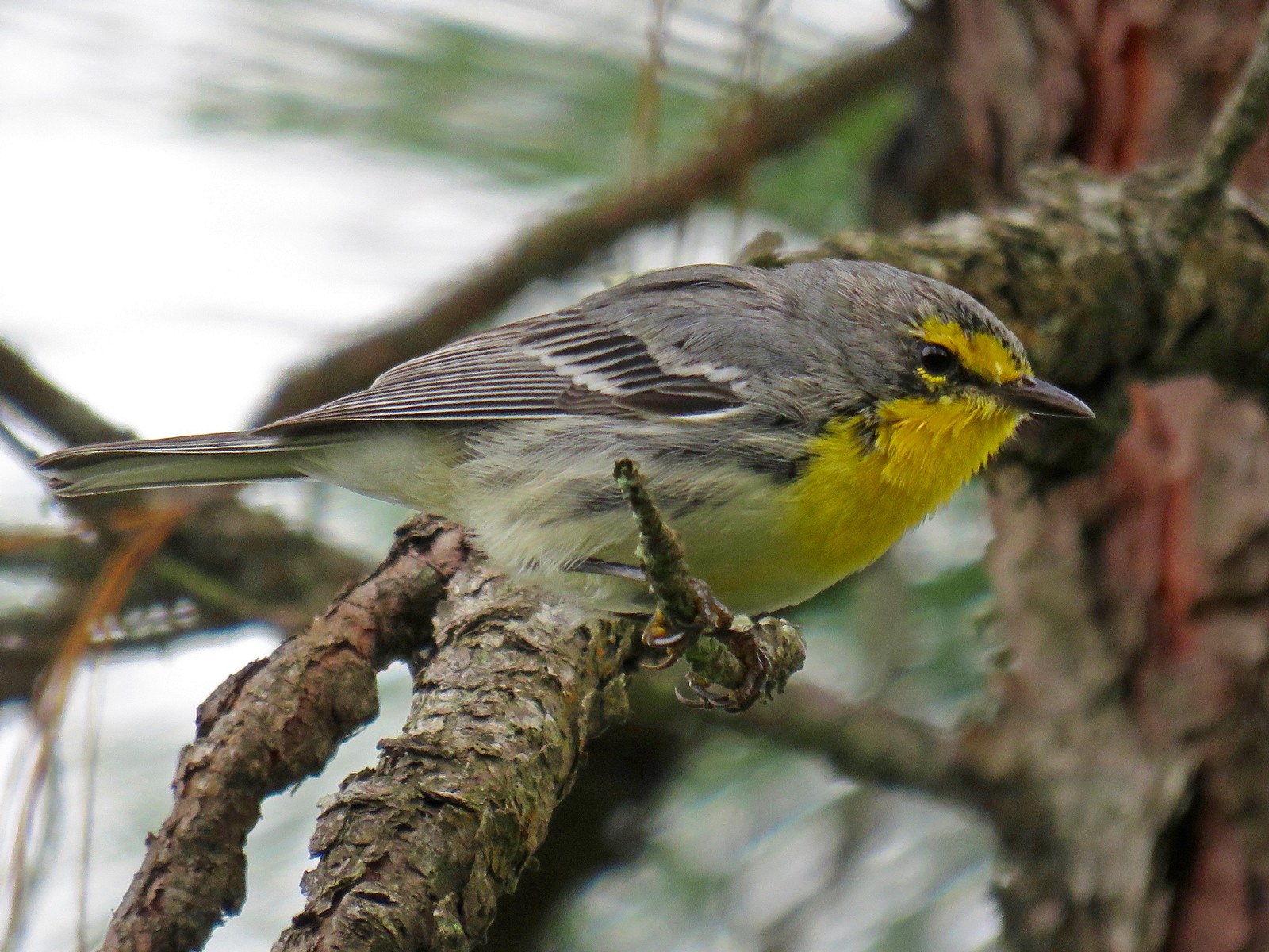 Grace's Warbler - eBird