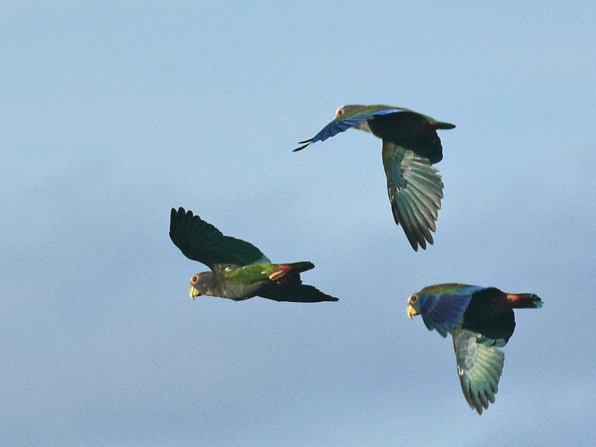 Loro Corona Blanca - eBird
