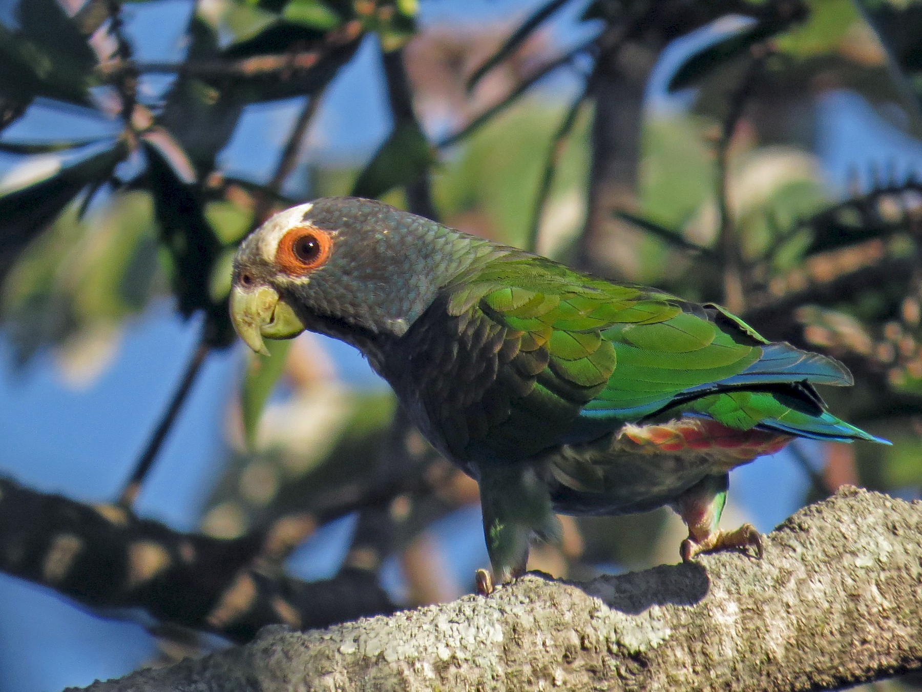 White Capped Pionus