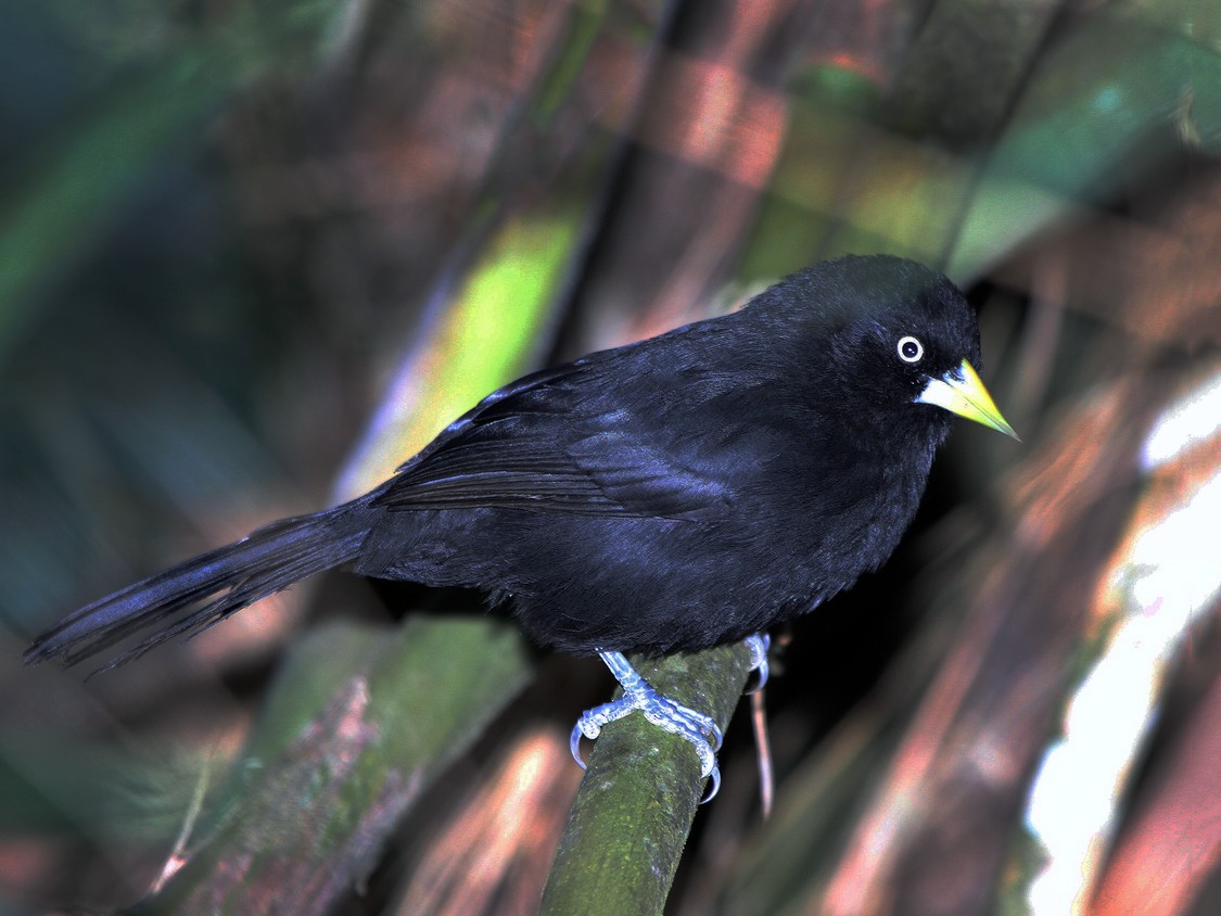 Yellow-billed Cacique - Amblycercus holosericeus - Birds of the World