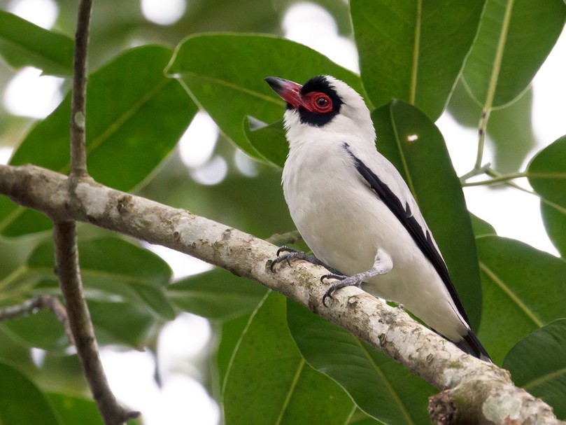 Masked Tityra - eBird