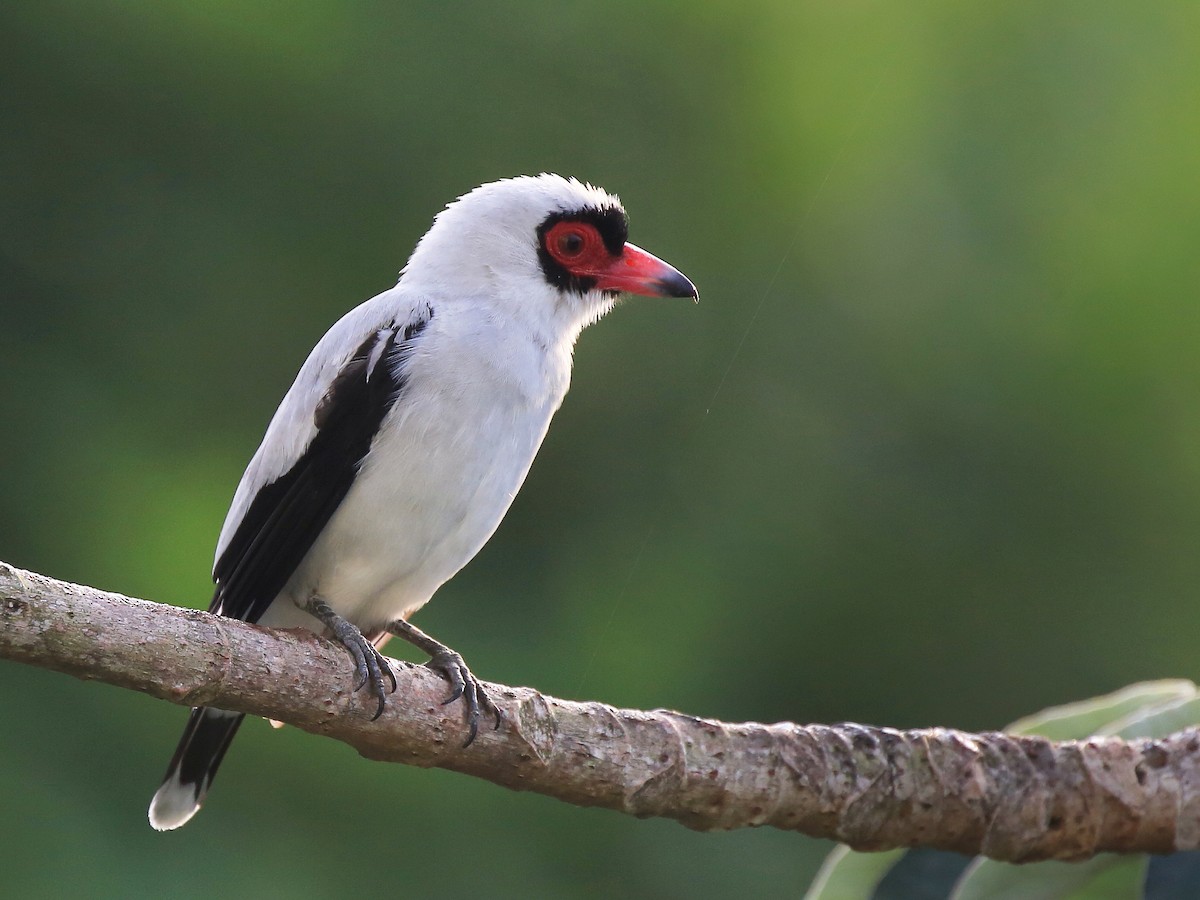 Masked Tityra - Tityra semifasciata - Birds of the World