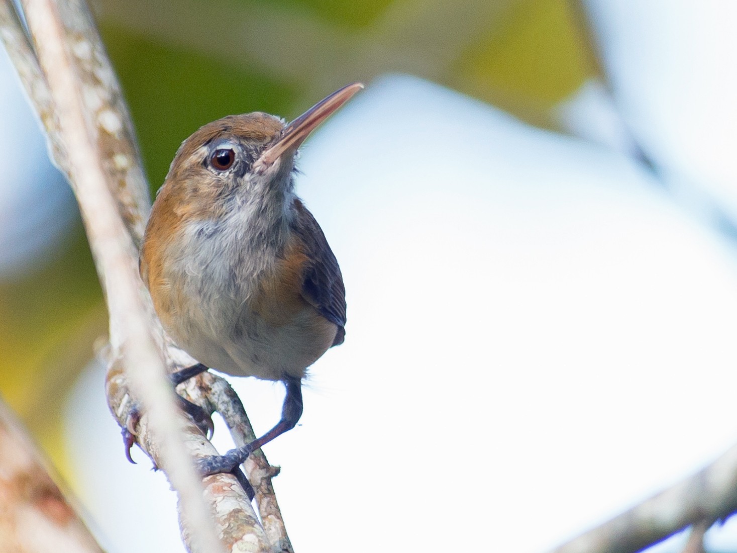 chirito/chirito-do-bambu - eBird