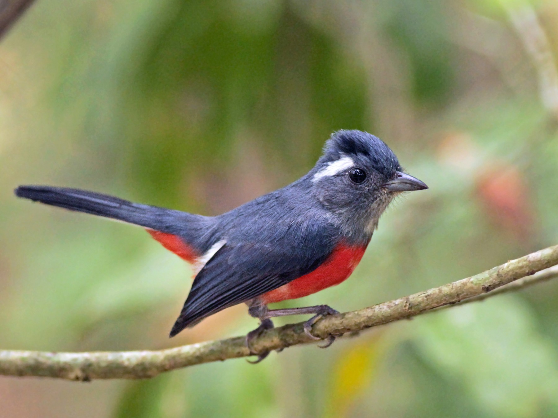 Gray-throated Chat - eBird