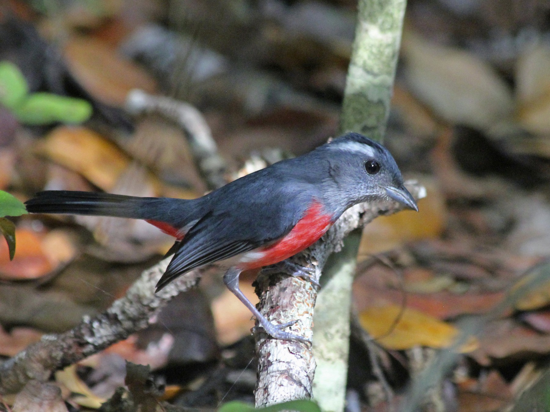 Gray-throated Chat - eBird