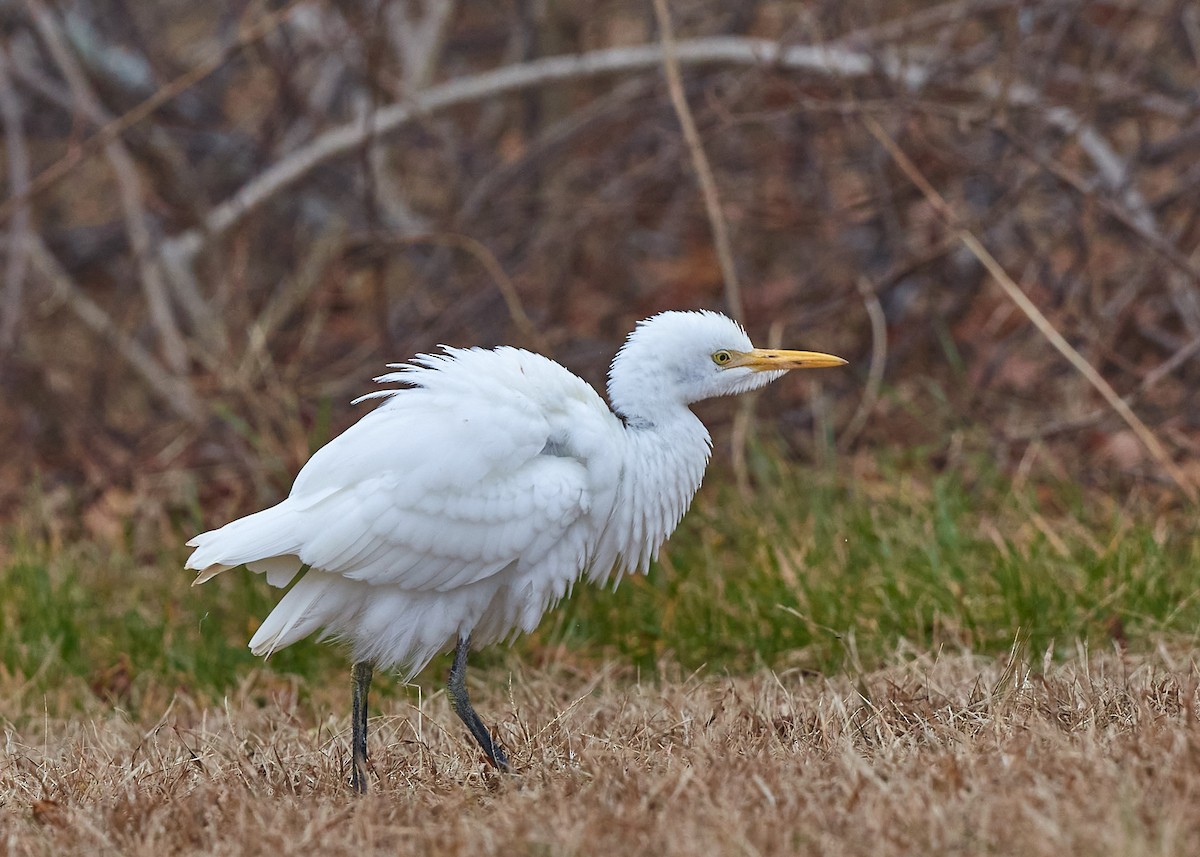 eBird Checklist - 11 Dec 2021 - Jones Beach SP--West End - 8 species