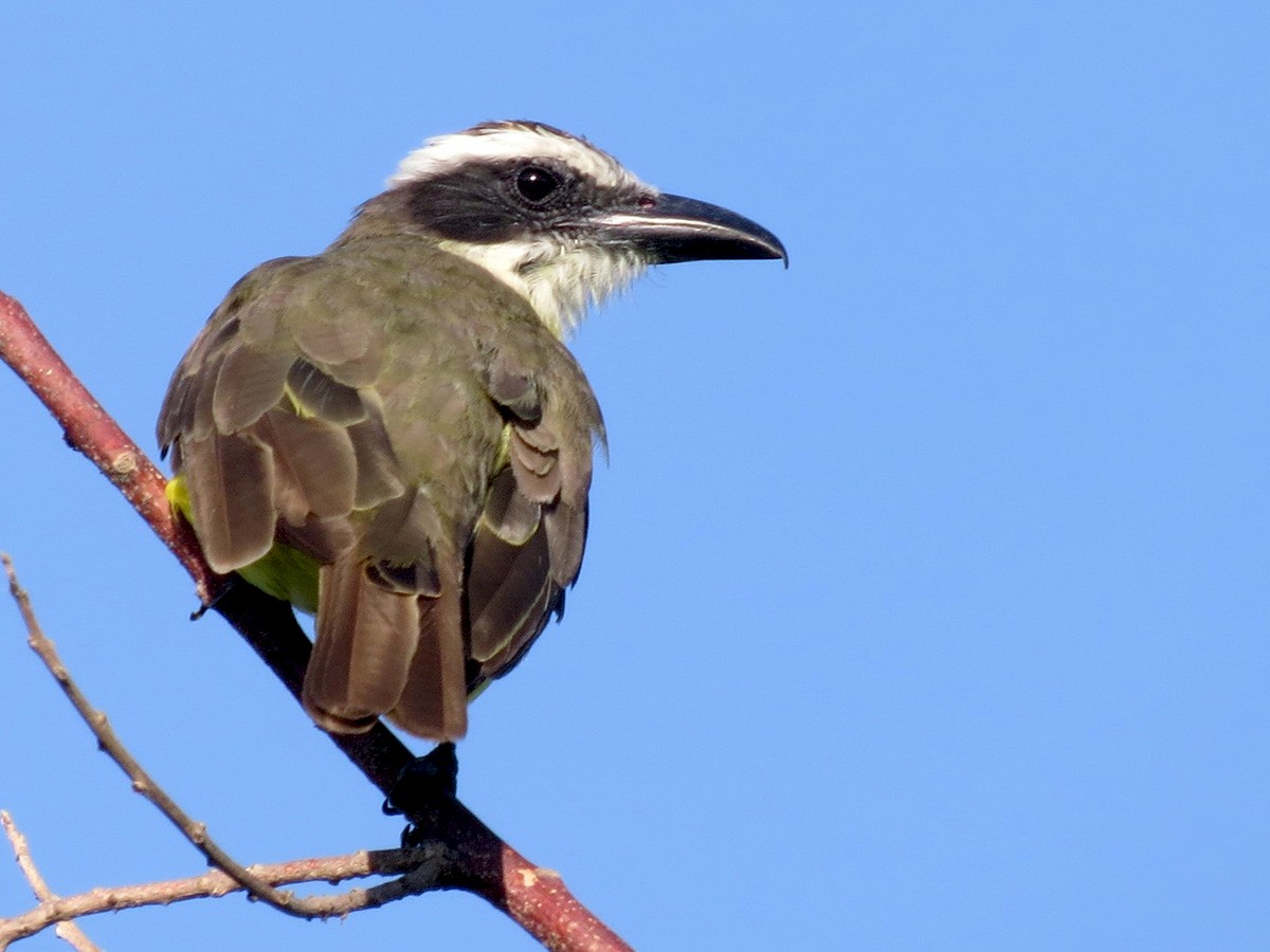 Boat-billed Flycatcher - eBird
