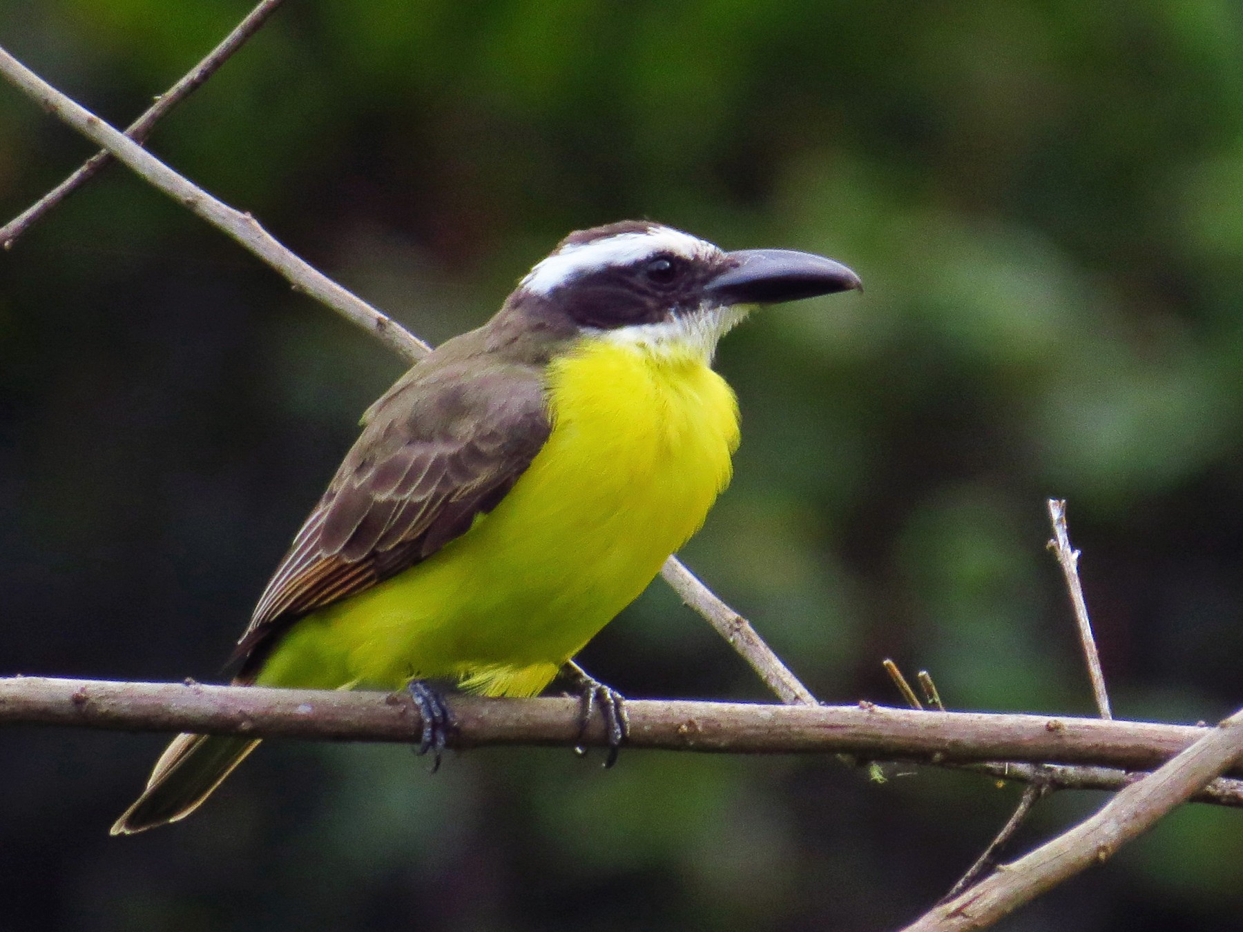 Boat-billed Flycatcher - eBird