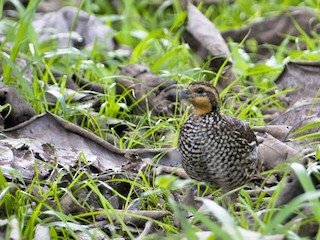 Codorniz Yucateca - eBird