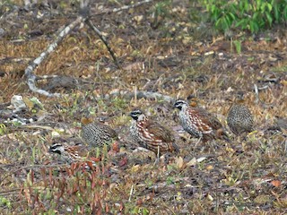 Codorniz Yucateca - eBird