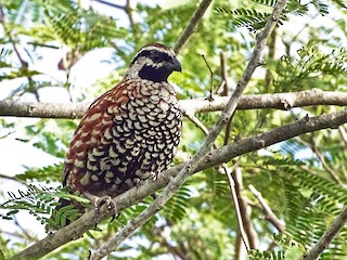 Codorniz Yucateca - eBird