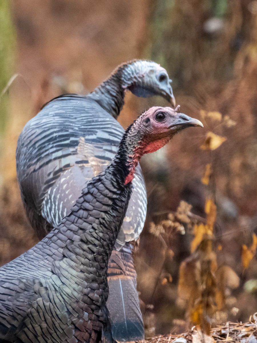 eBird Checklist - 11 Dec 2021 - Palmyra Cove Nature Park - 22 species