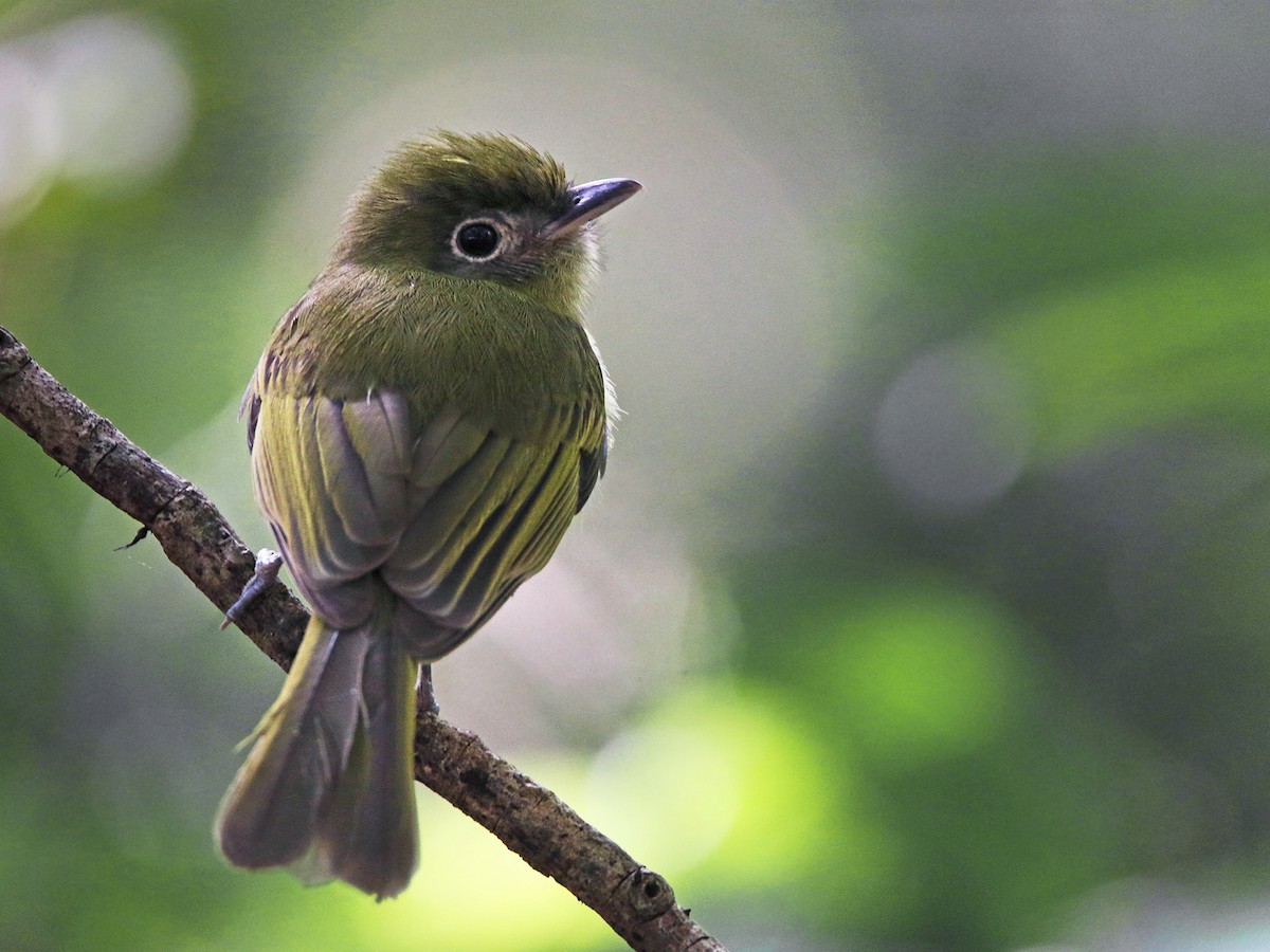 Eye-ringed Flatbill - Rhynchocyclus brevirostris - Birds of the World