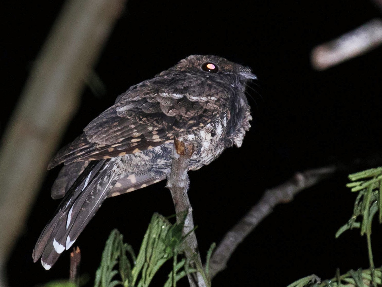 Yucatan Poorwill - eBird