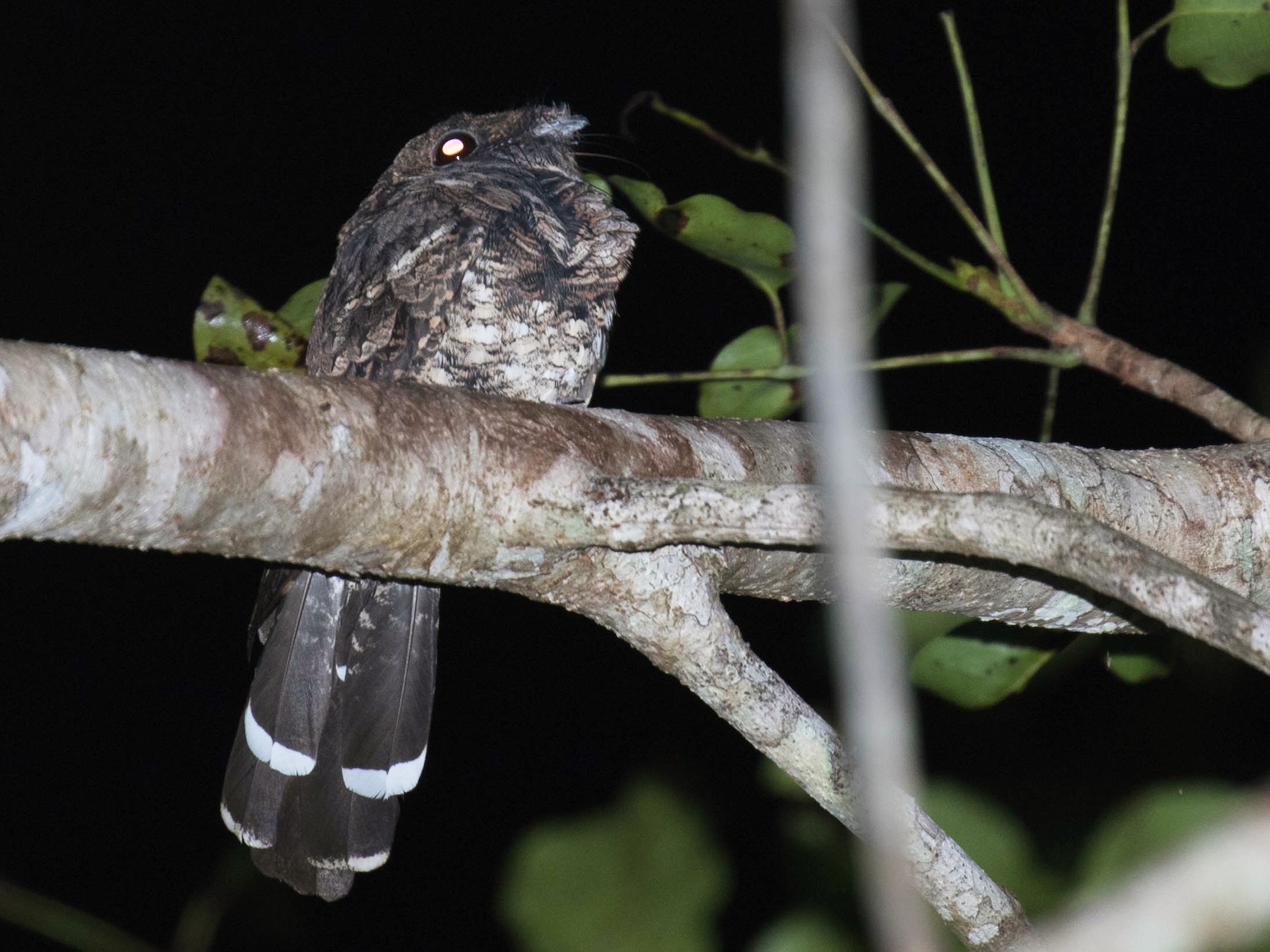 Yucatan Poorwill - eBird