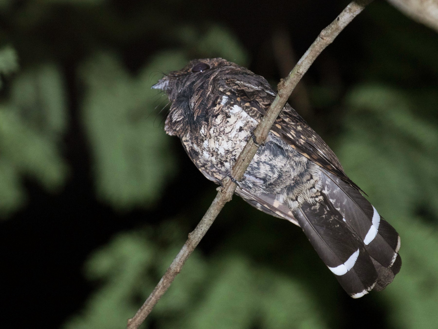 Yucatan Poorwill - eBird