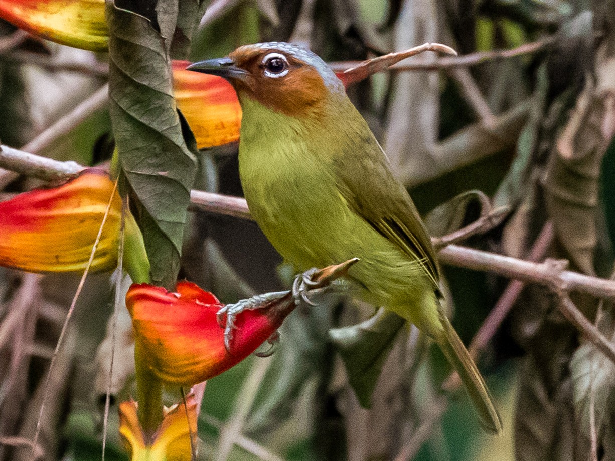 Chestnut-faced Babbler - eBird