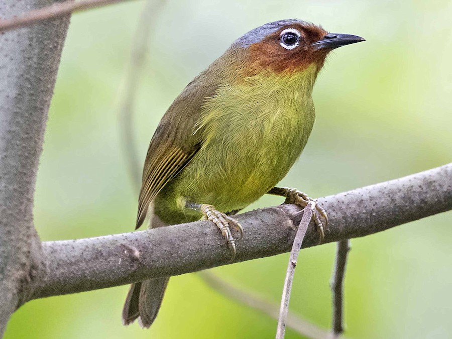 Chestnut-faced Babbler - eBird