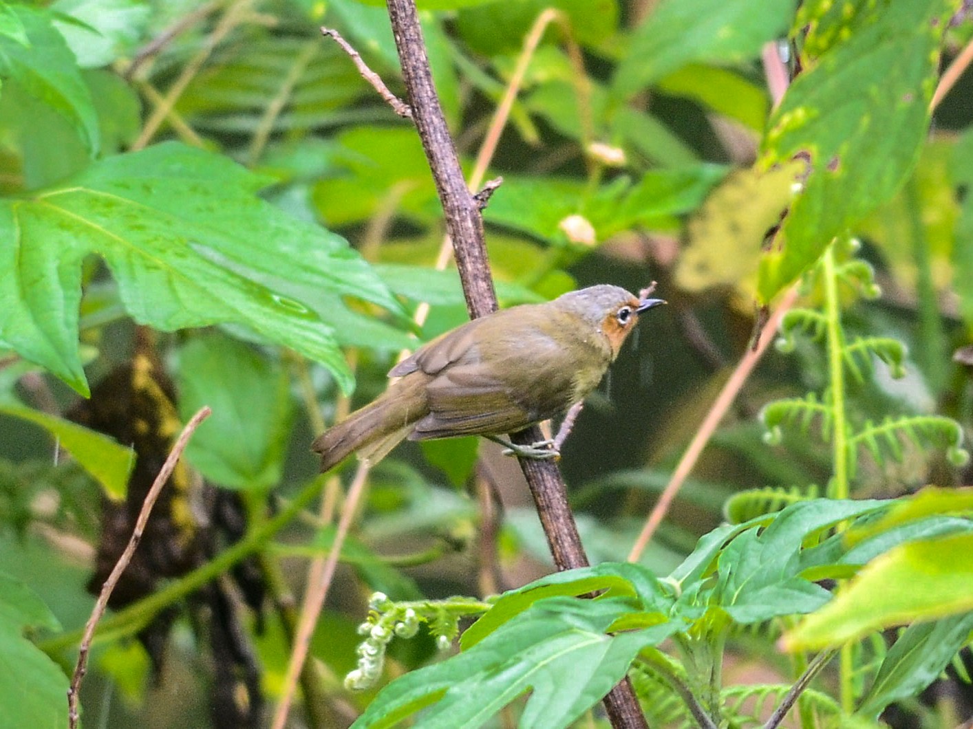 Chestnut-faced Babbler - eBird