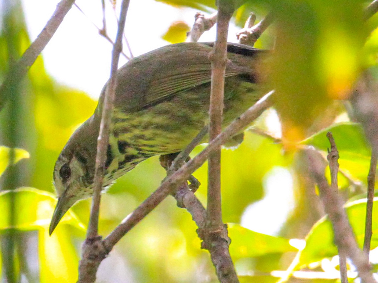 Zostérops à raies larges - eBird