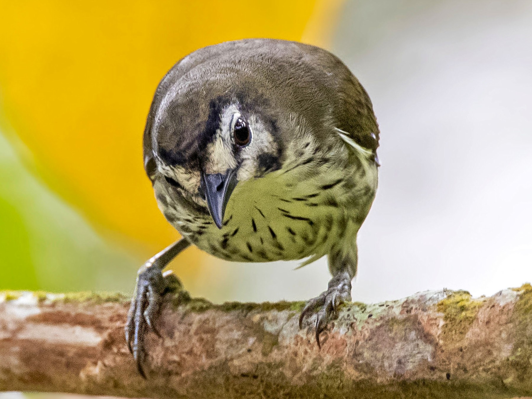 Negros Striped-Babbler - eBird