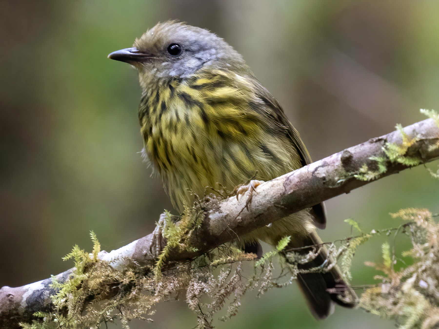 Palawan Striped-Babbler - eBird