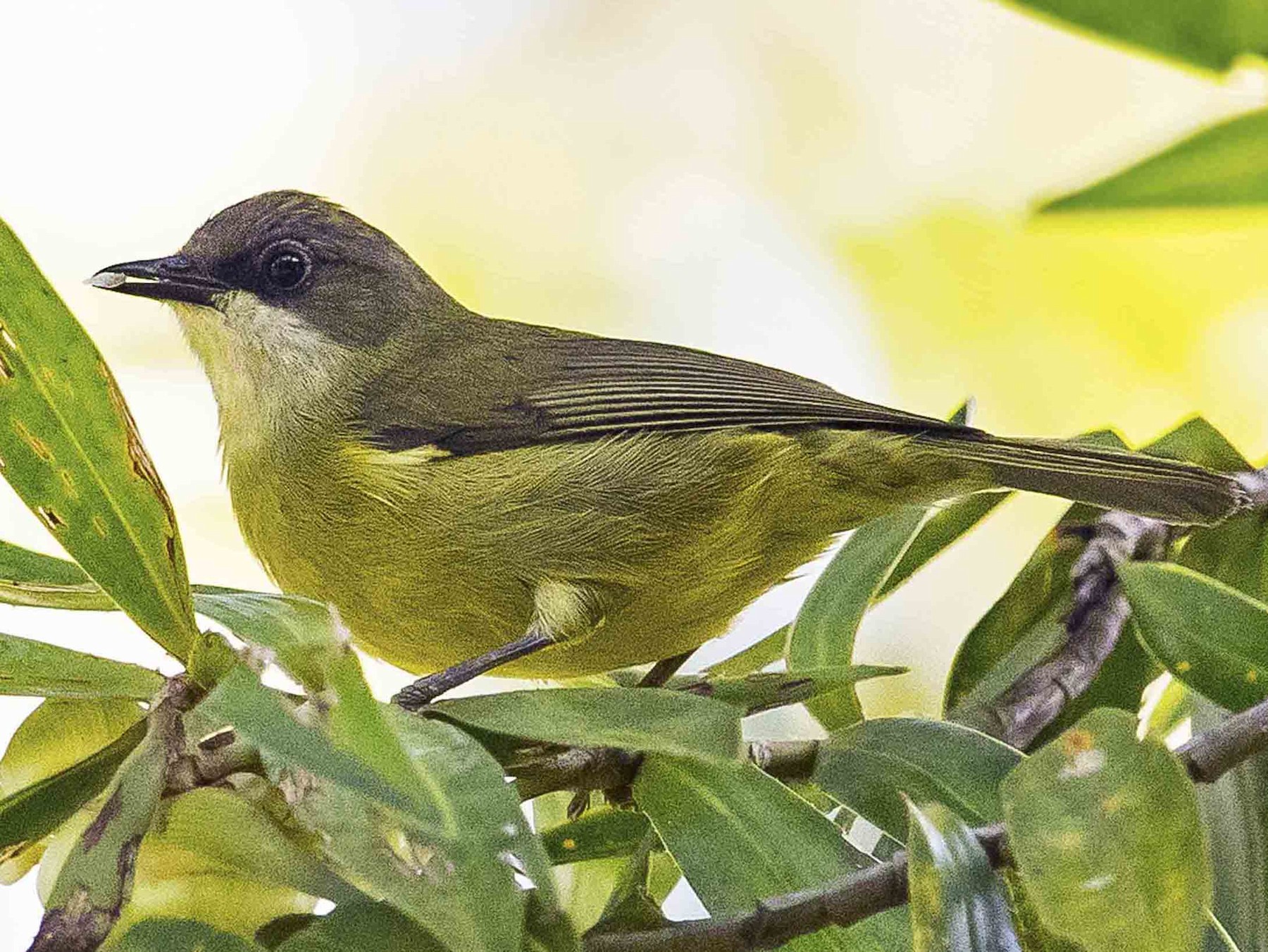 Mindanao White-eye - eBird